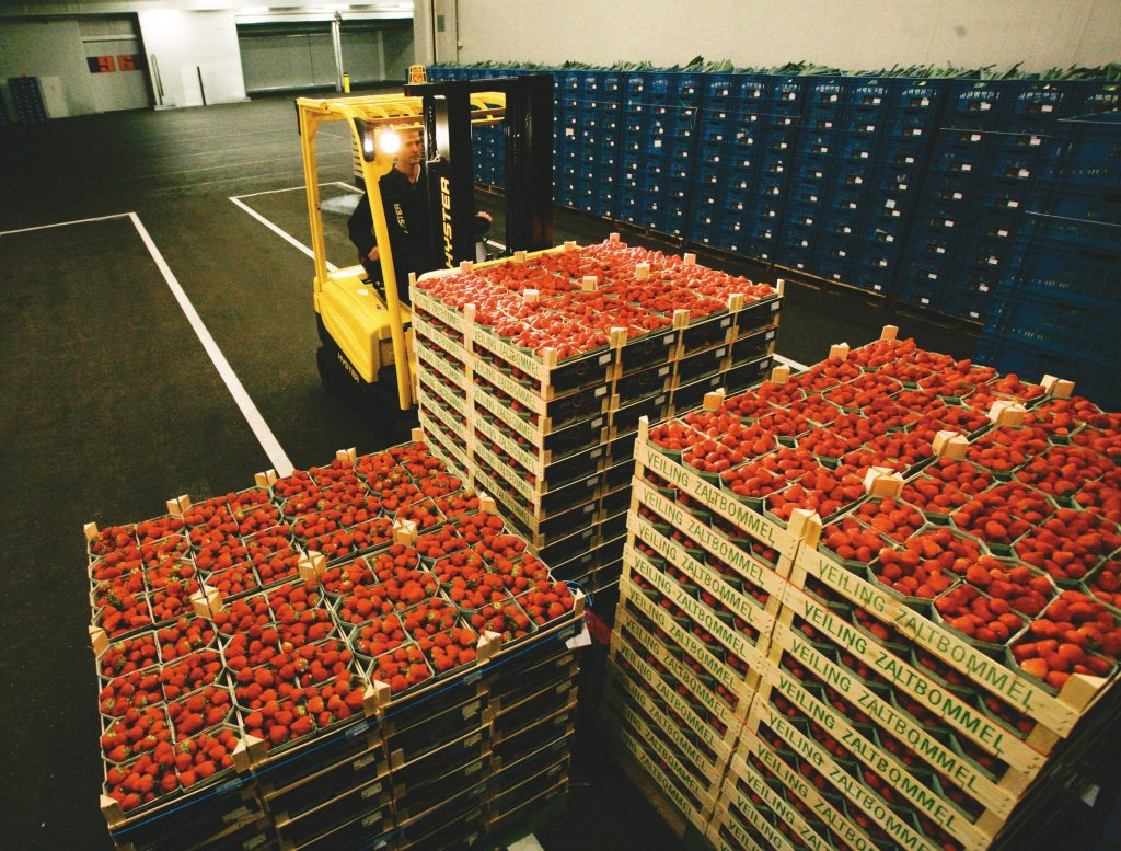 8 Steps for Efficient Cold Store Forklift Operations - RTITB